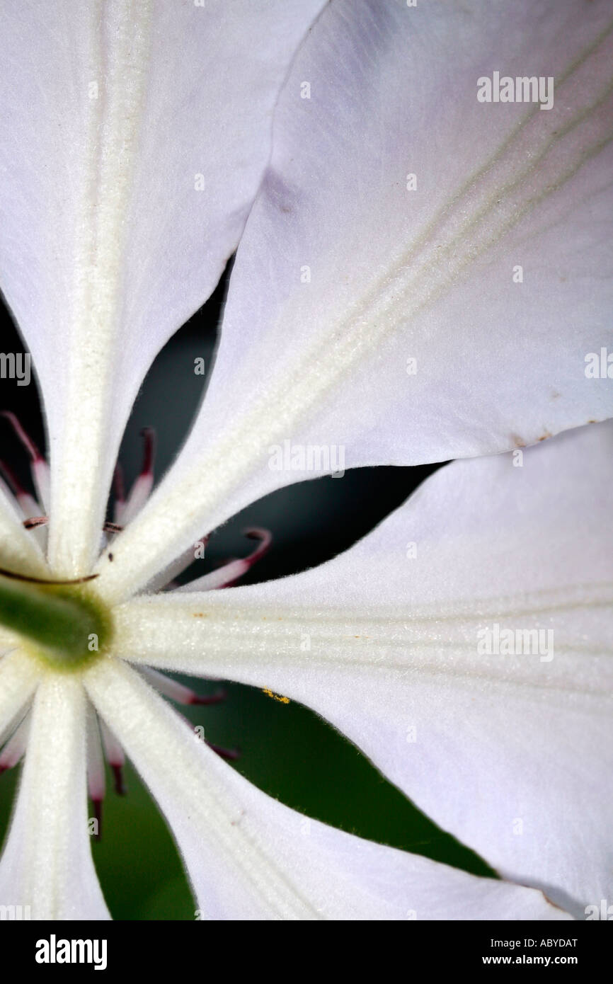 Underside of a Clematis flower 2 Stock Photo - Alamy