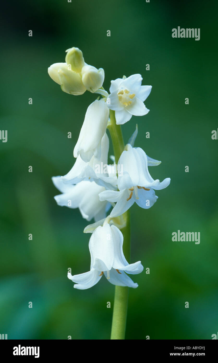 Single stem of white Bluebell flower Stock Photo - Alamy