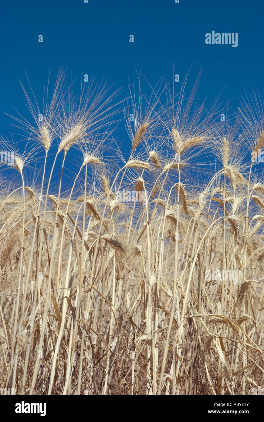 Durum wheat ready for harvesting Stock Photo - Alamy