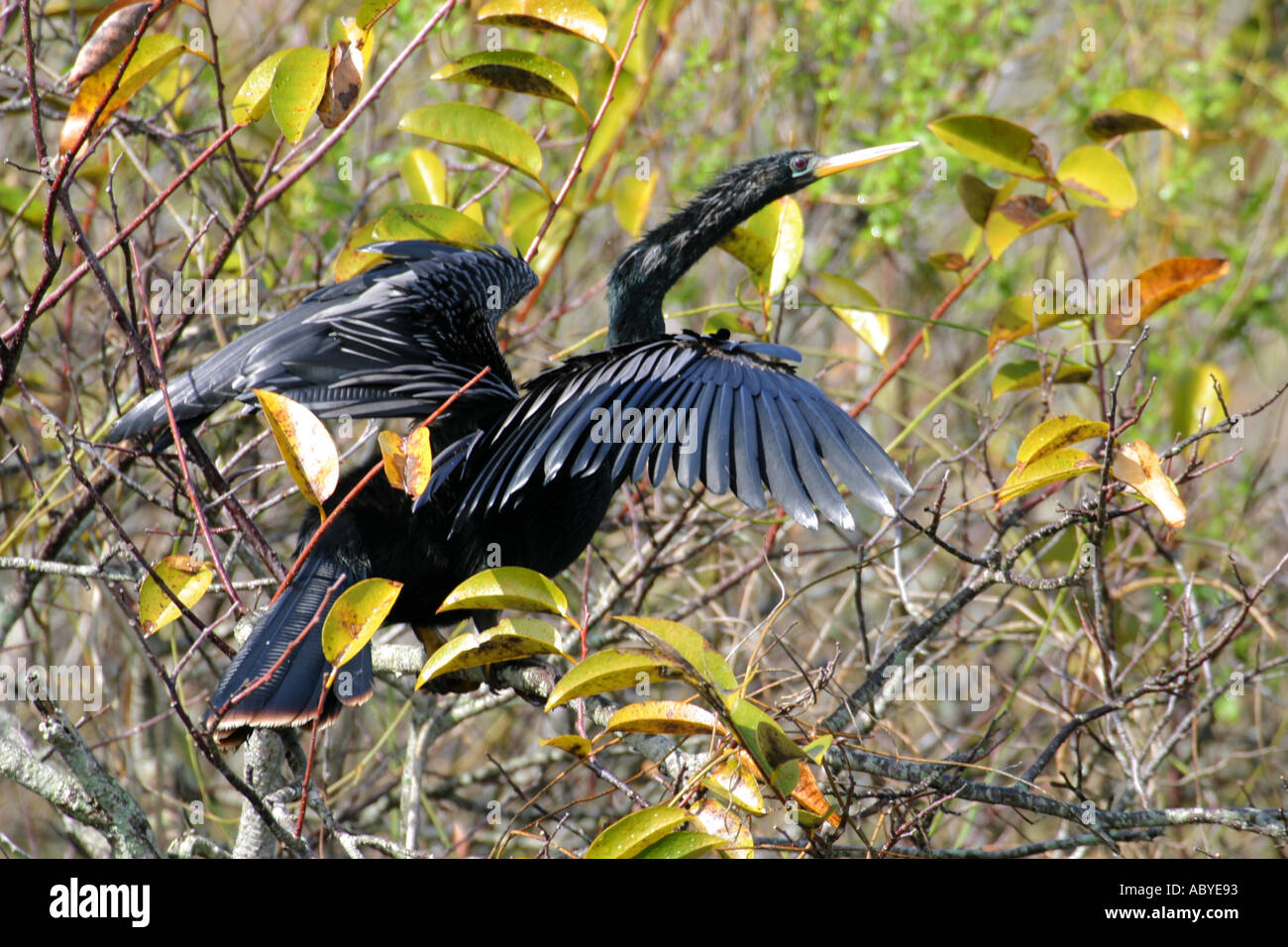 Male Anhinga Anhinga anhinga drying its feathers The Anhinga has no ...