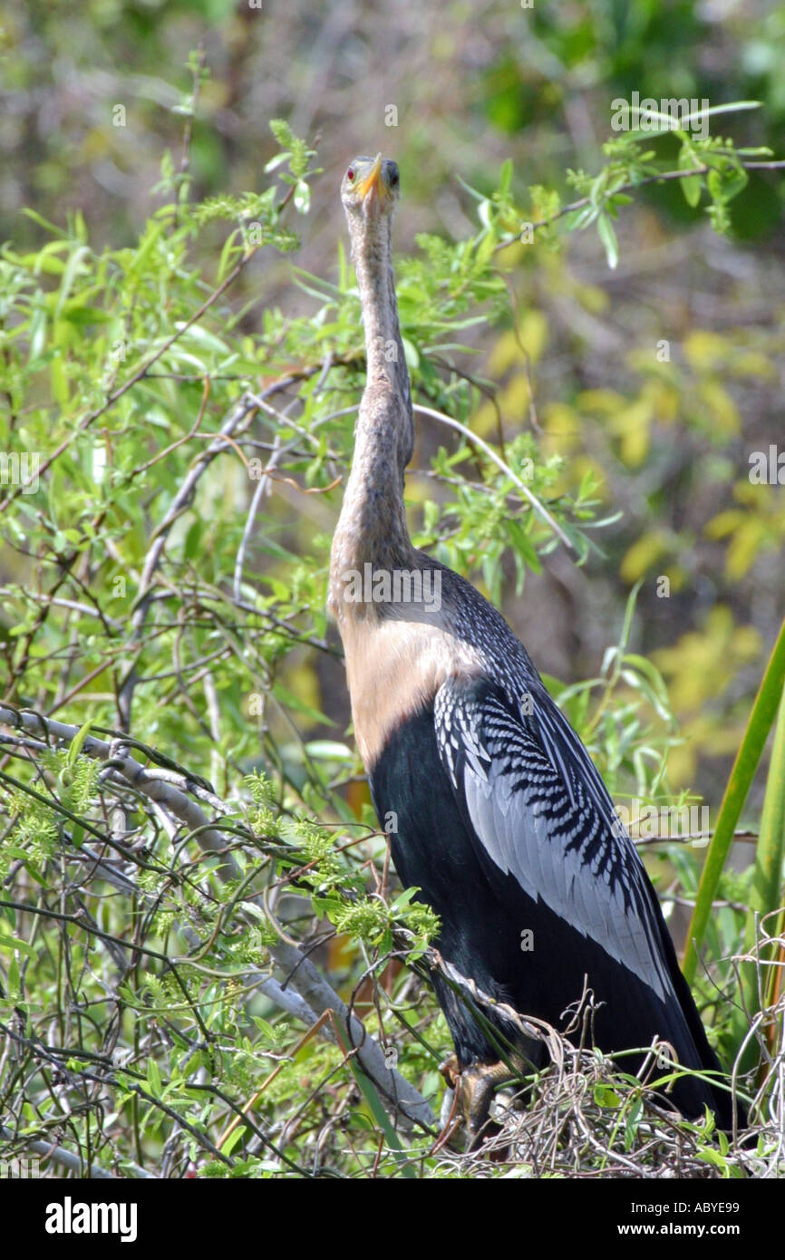 Female Anhinga Anhinga anhinga Florida Everglades Stock Photo - Alamy
