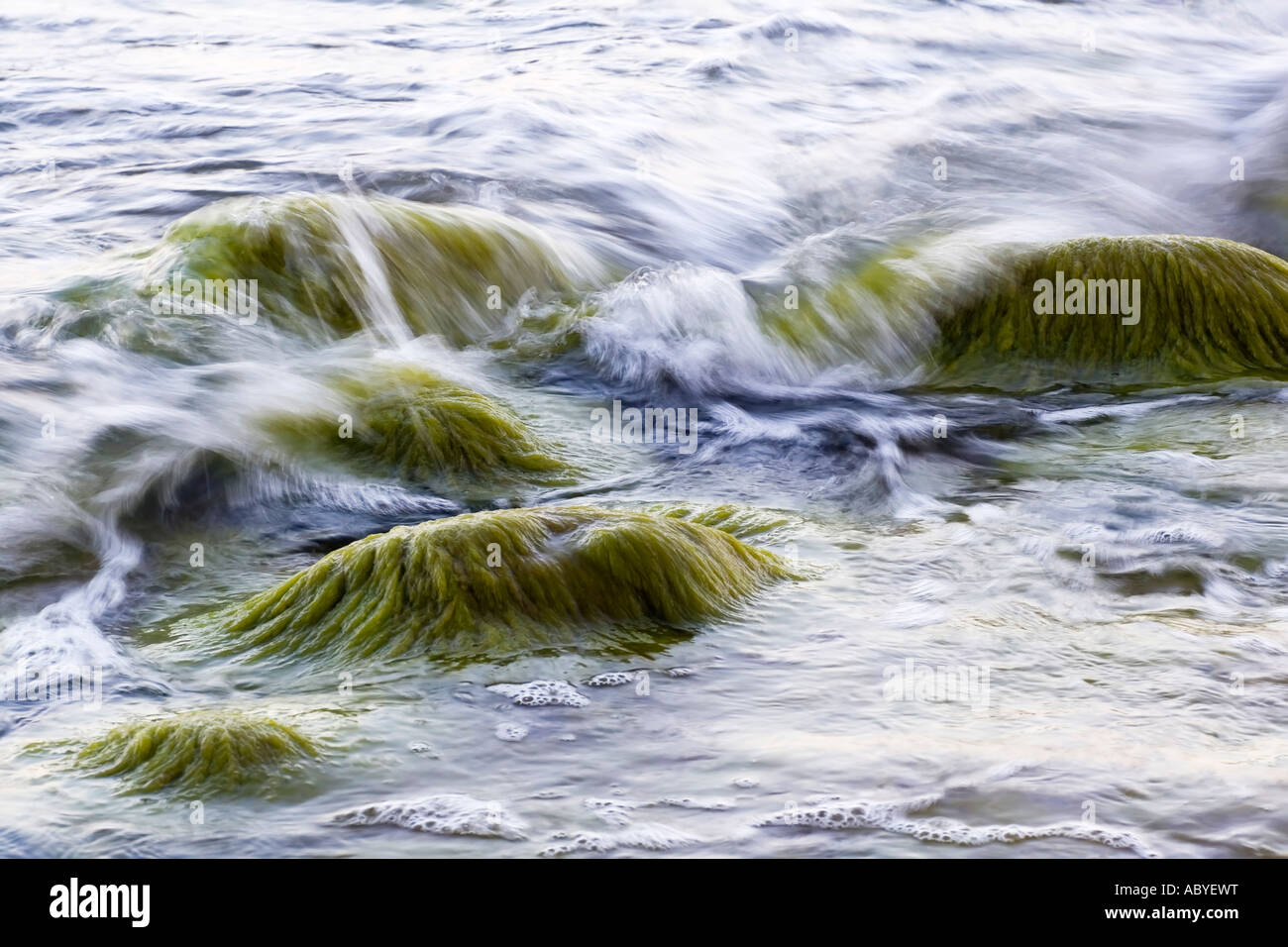 Stones in the surf, Close-up of water and seaweed Stock Photo - Alamy