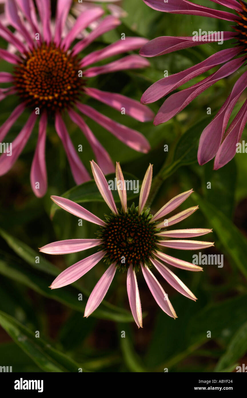 Gears stem hi-res stock photography and images - Alamy