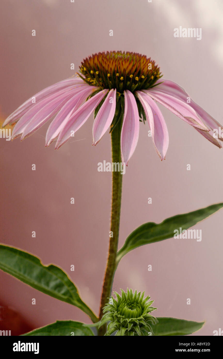 Simplified design hi-res stock photography and images - Alamy