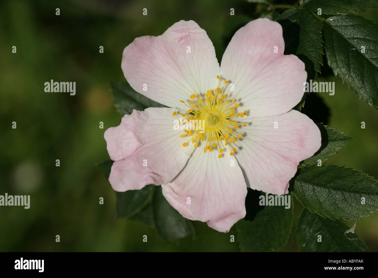 Dog-Rose (Rosa canina) flower Stock Photo - Alamy