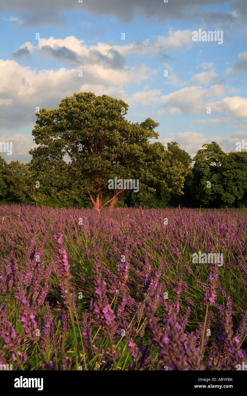 English lavender field, Lavendula angustifolia, Banstead Surrey ...