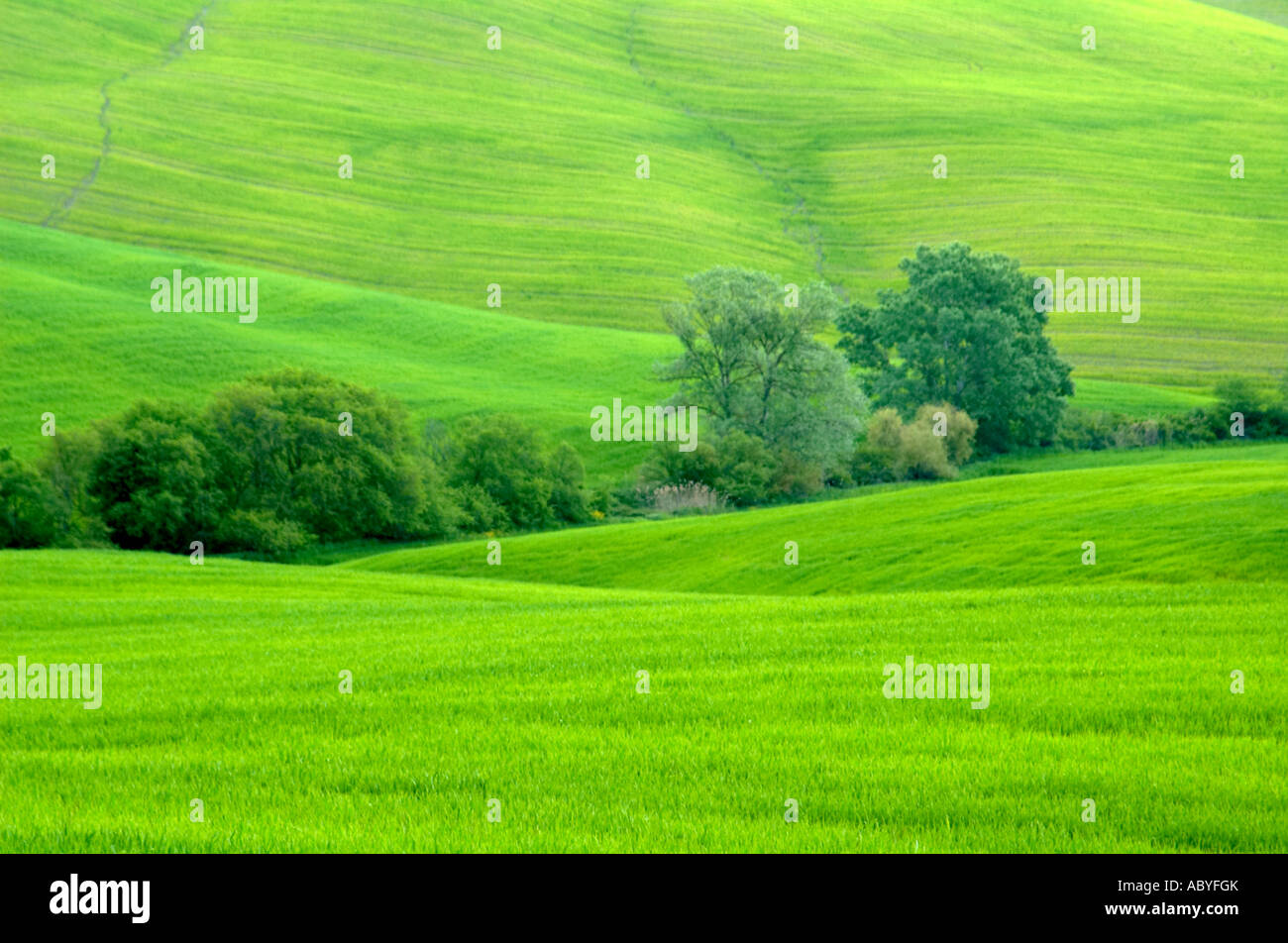 Rolling green fields of wheat in Tuscany, Italy Stock Photo - Alamy