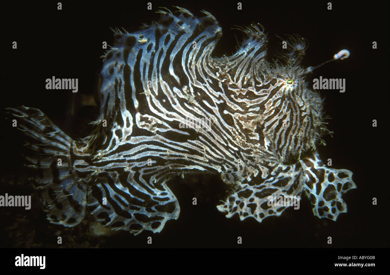 Striped Anglerfish hunting at night Stock Photo - Alamy