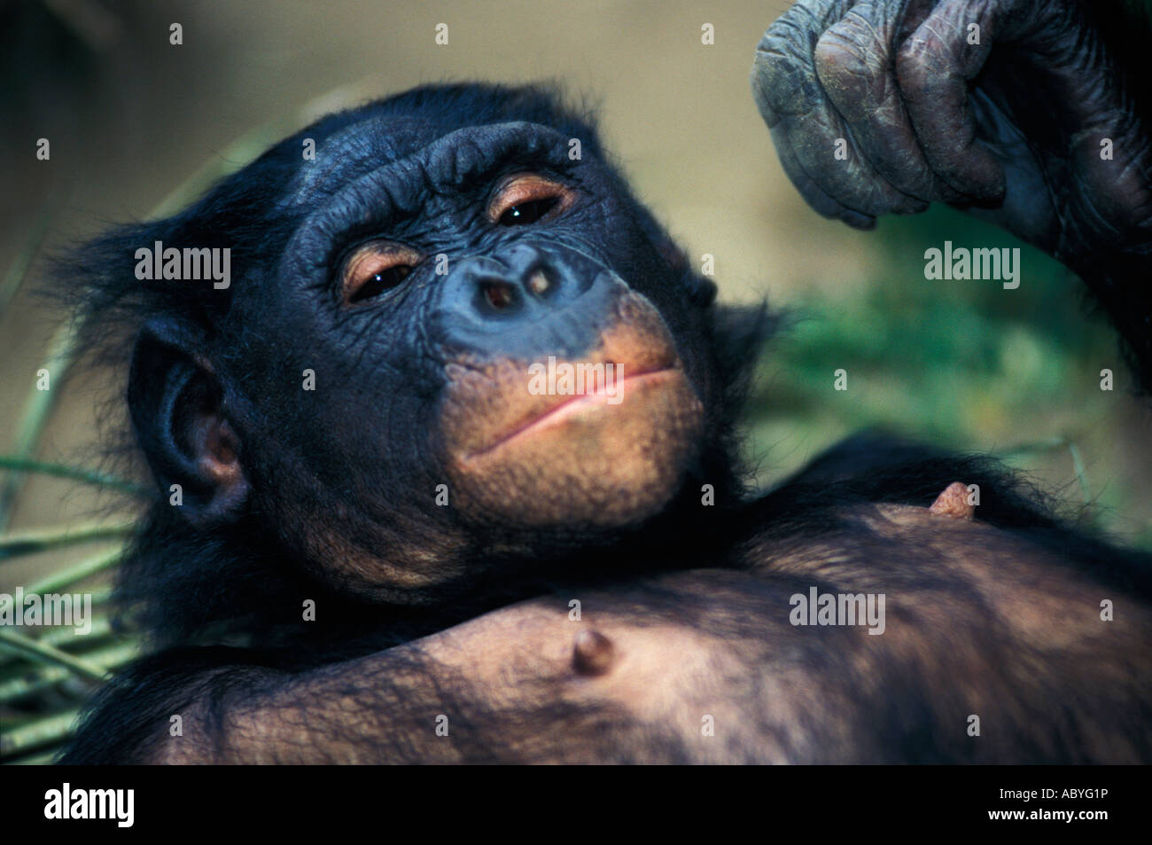 PAN PANISCUS ENDANGERED TROPICAL RF ZAIRE CONGO Stock Photo - Alamy