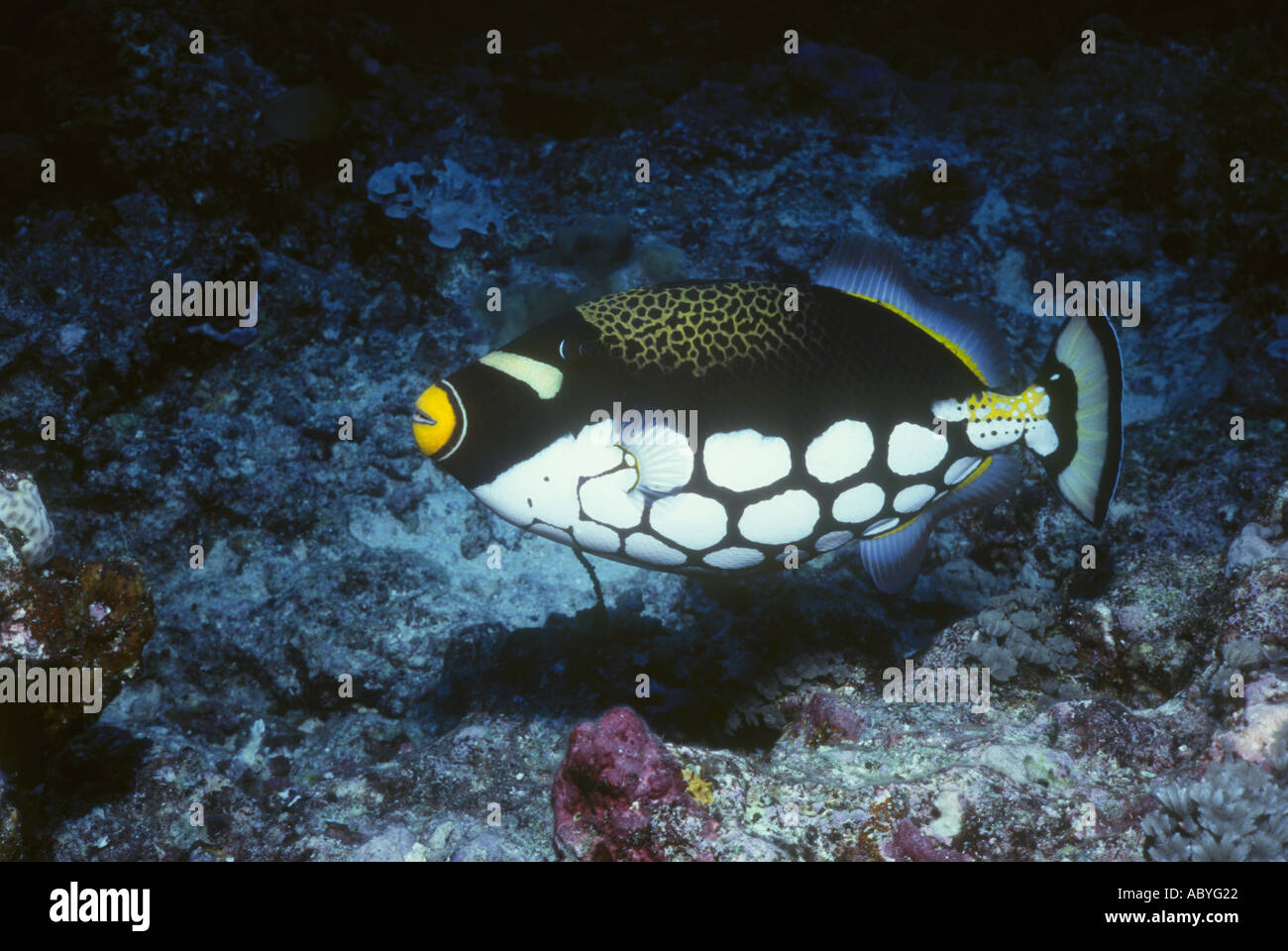 Clown trigger fish hi-res stock photography and images - Alamy
