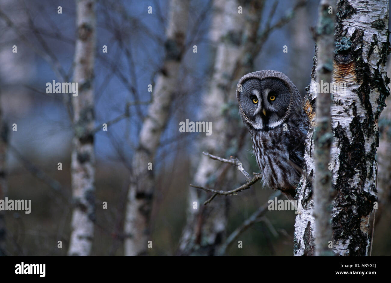 Great Grey Owl peering out from behind silver birch tree Stock Photo ...