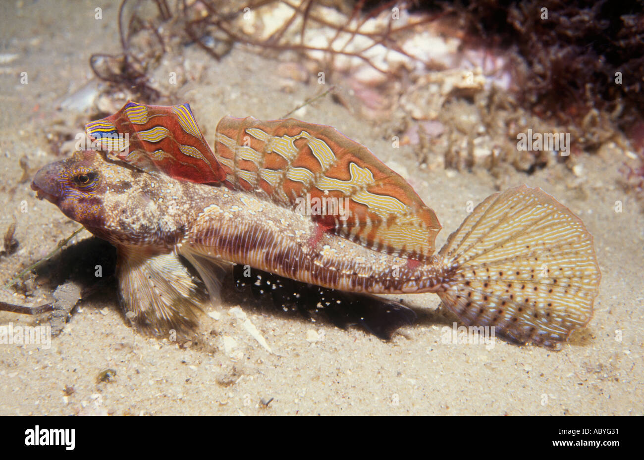 Displaying male Painted Dragonet or Stinkfish, Eocallionymus papilio ...