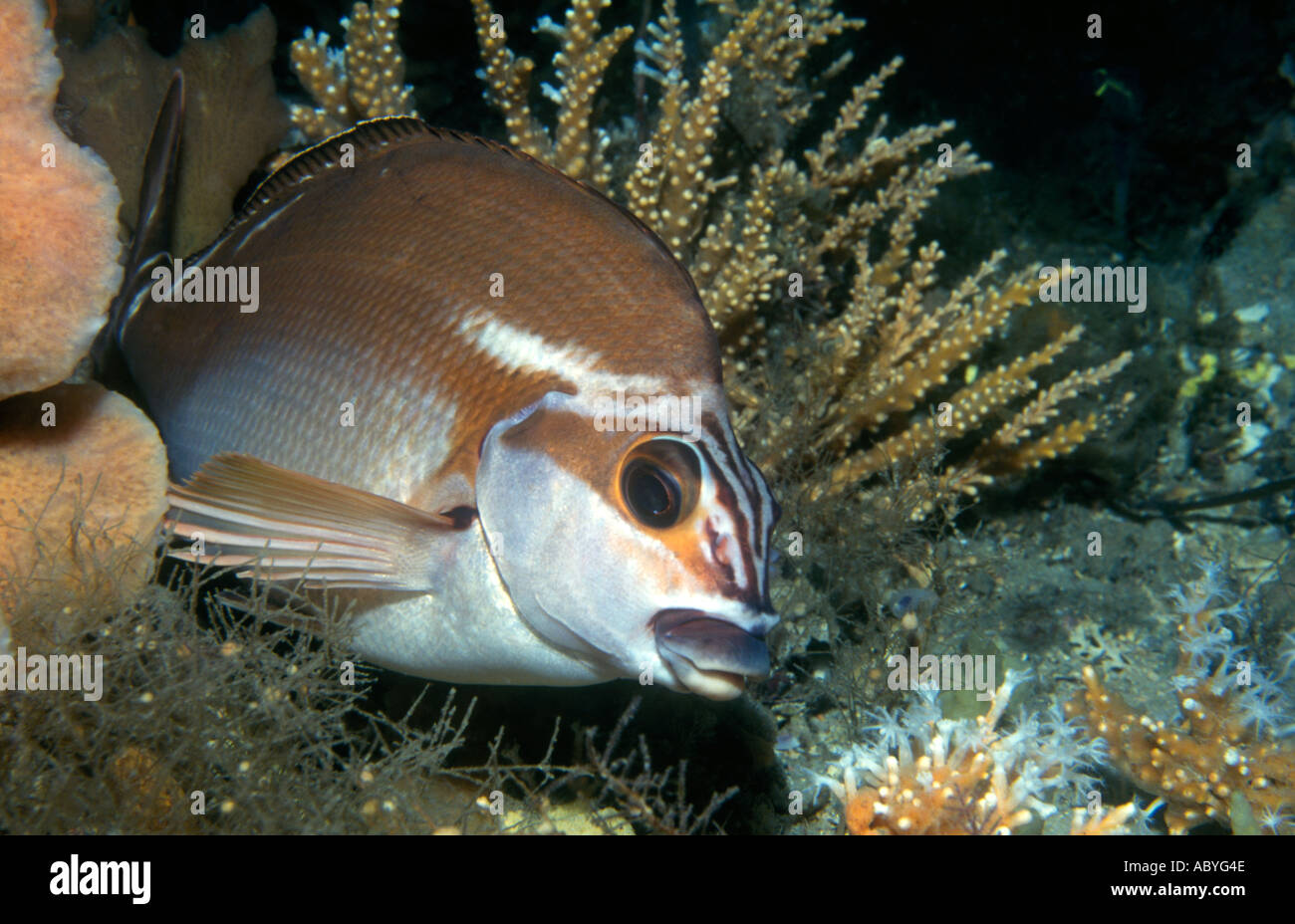 Morwong hi-res stock photography and images - Alamy