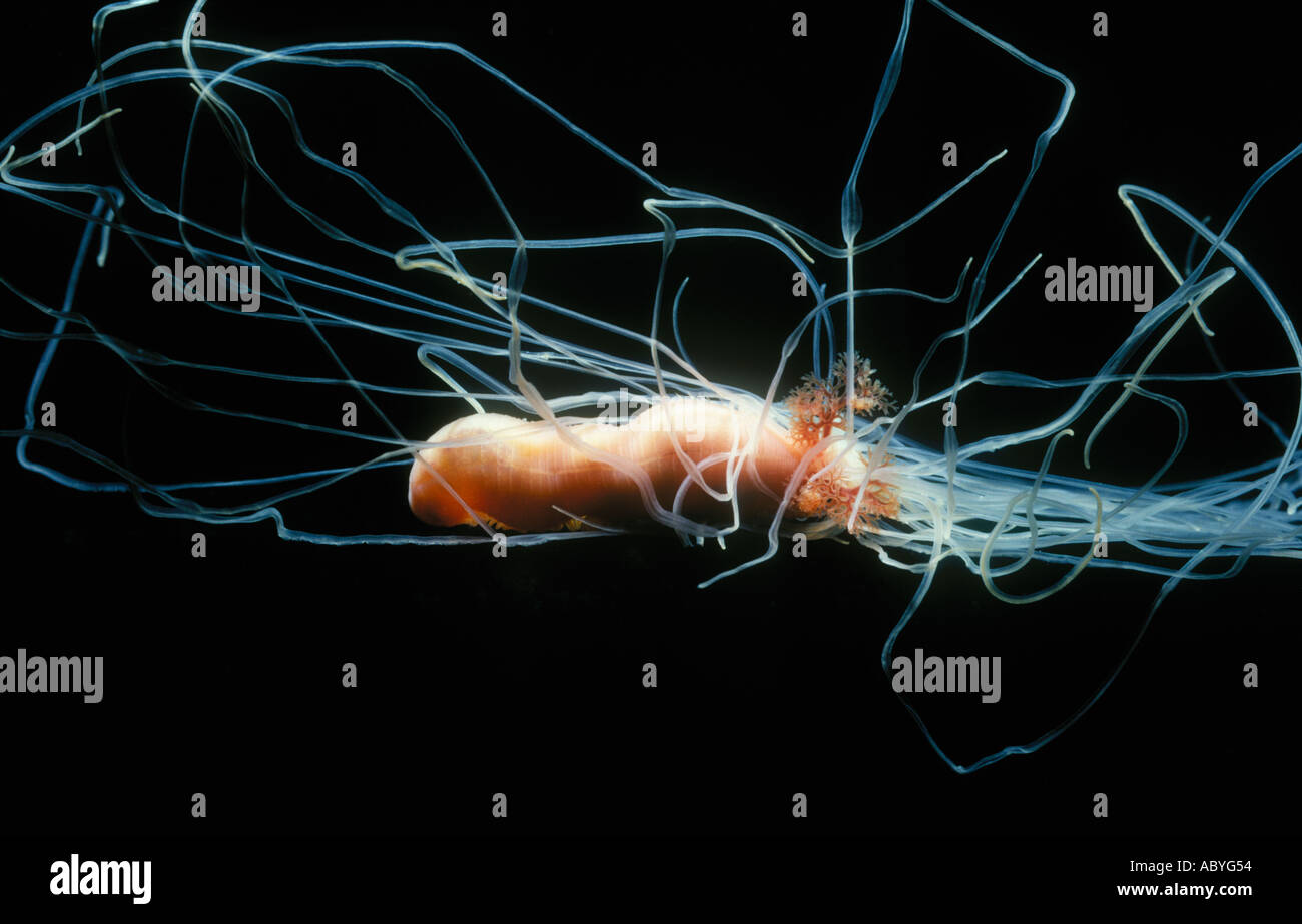 Marine polychaete tube worm hi-res stock photography and images - Alamy