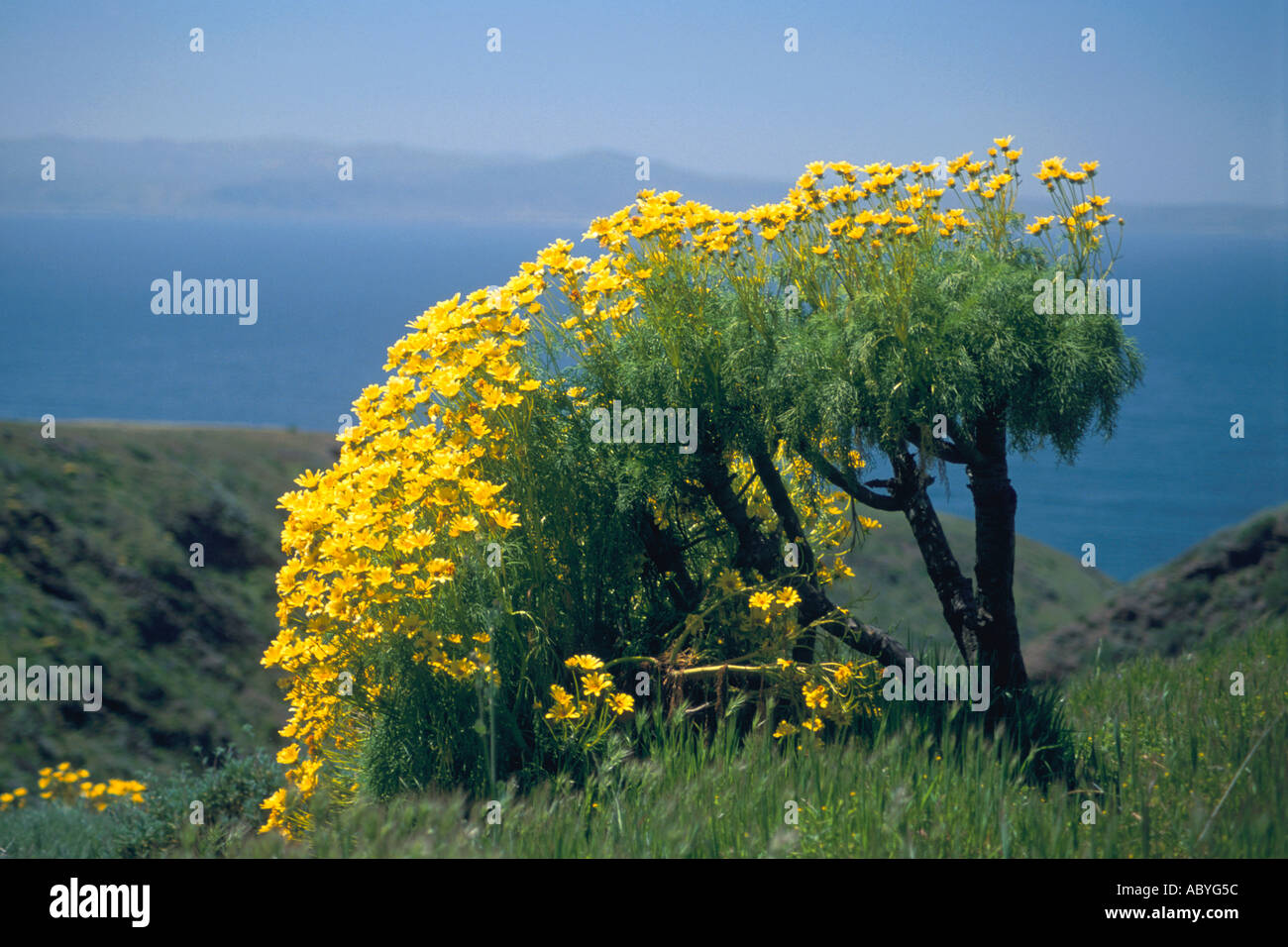 Giant Coreopsis flowers bloom in spring Santa Cruz Island Channel ...