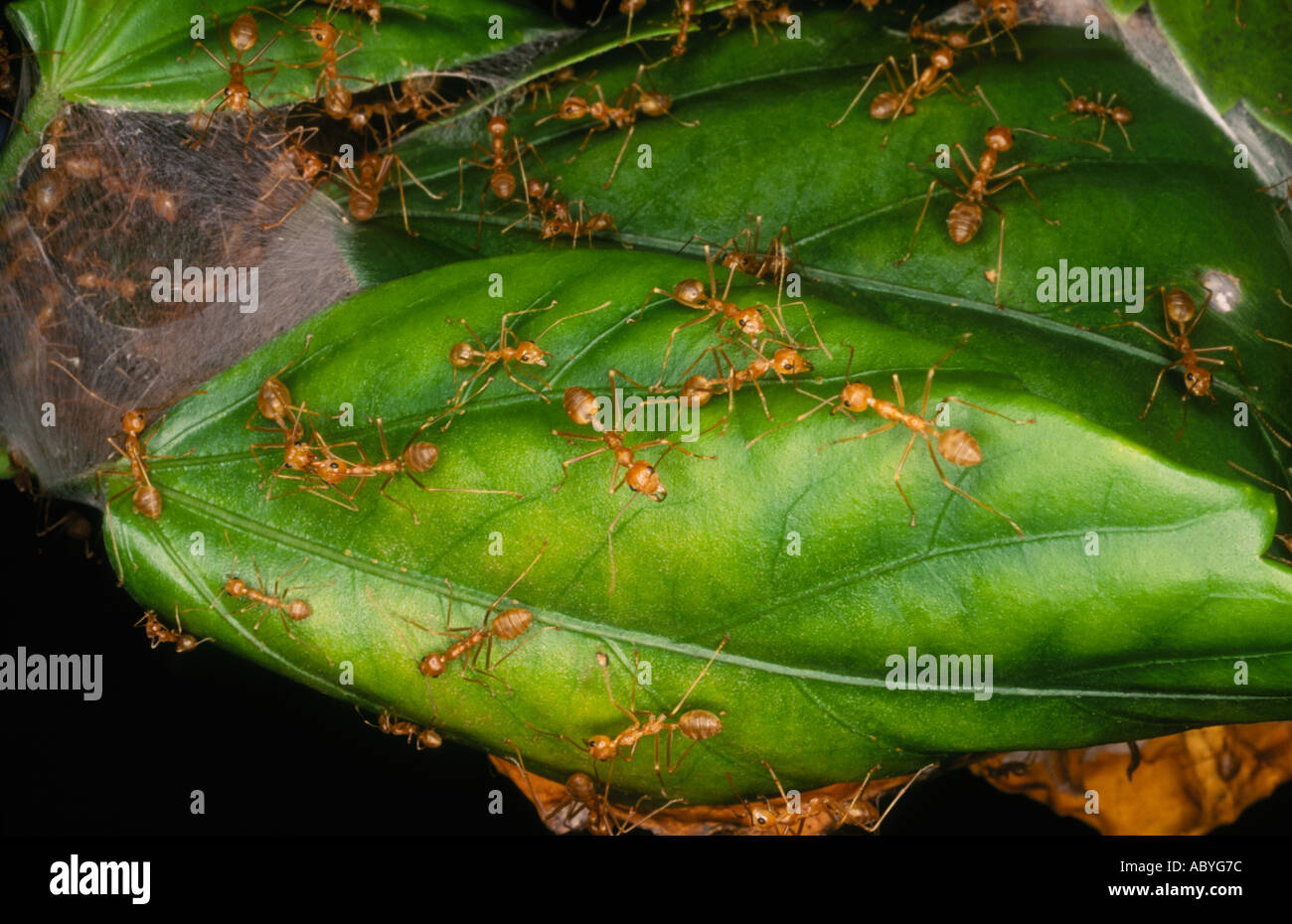 Weaver Ants, Oecophylla smaragdina. These ants use the silk from their ...