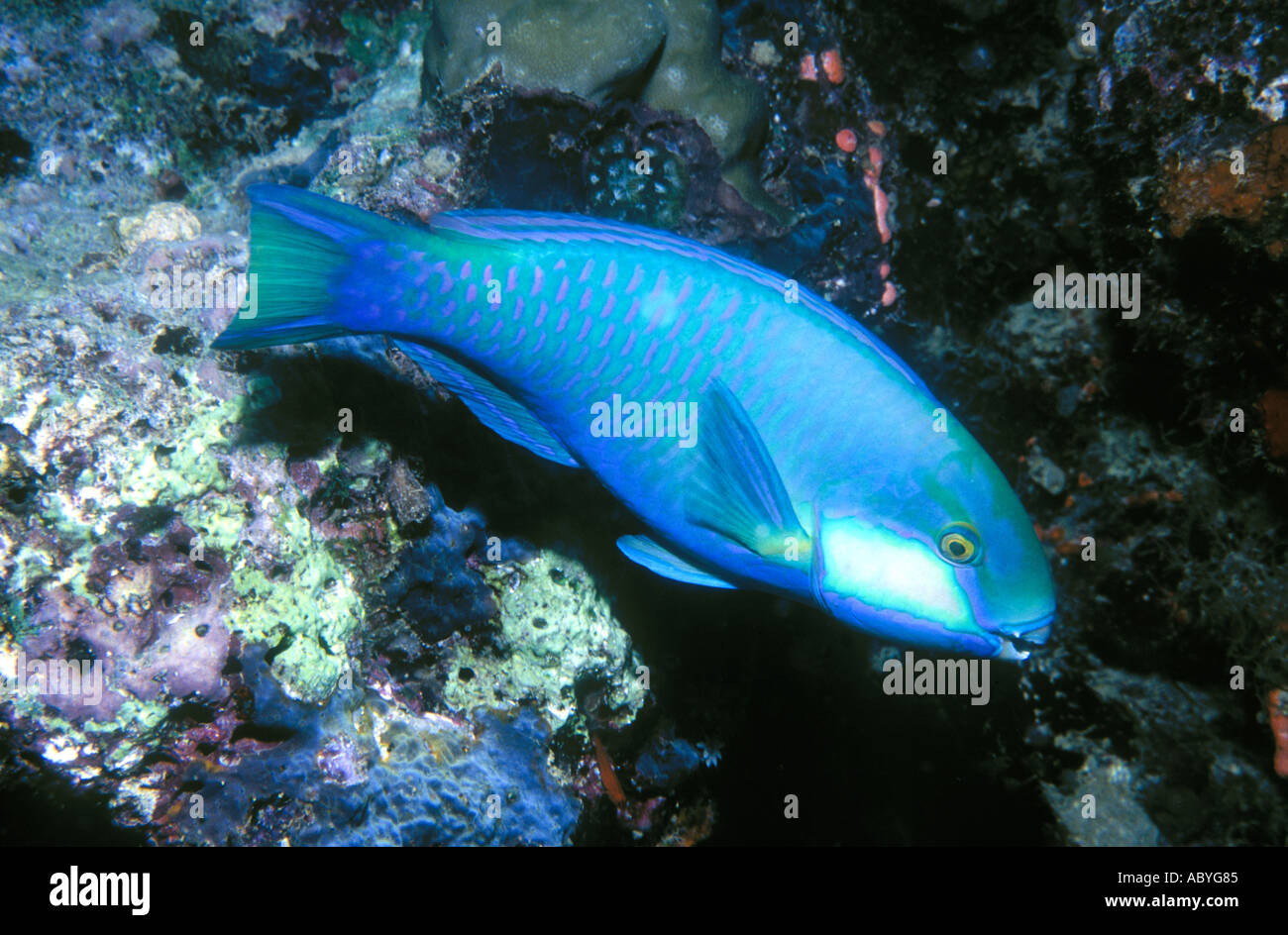 Bleekers hi-res stock photography and images - Alamy