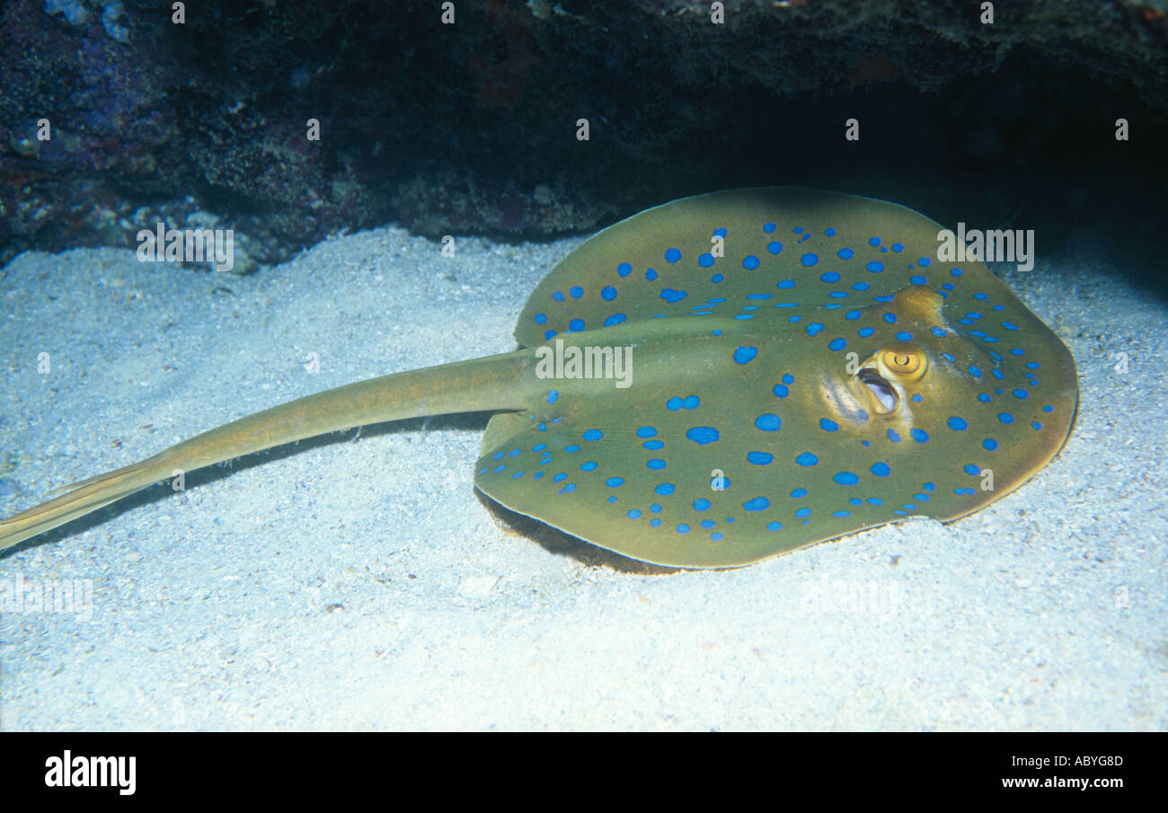 Blue Spotted Ray, Taeniura lymma Stock Photo - Alamy