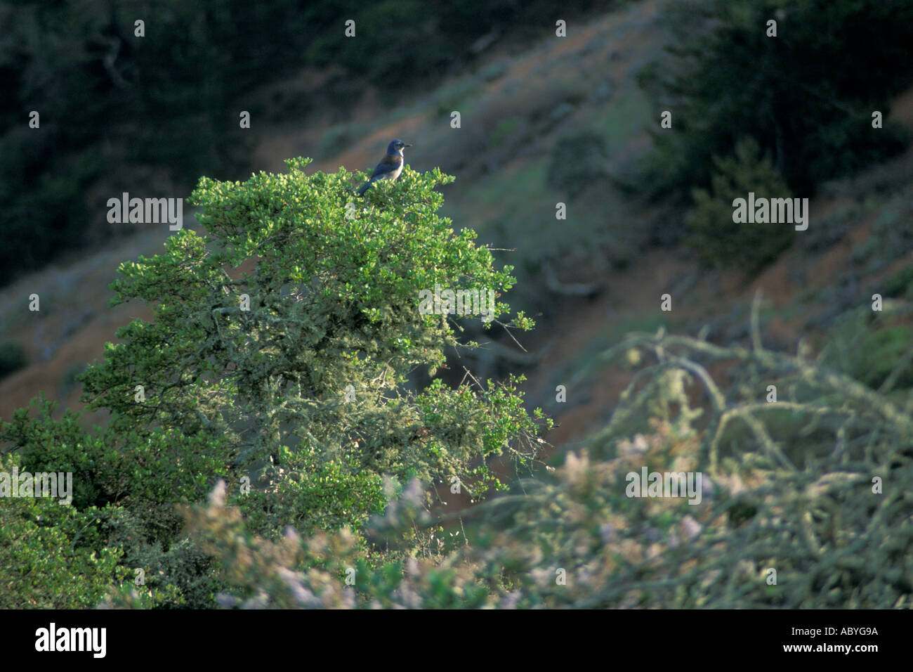 Island Scrub Jay Aphelocoma insularis on oak tree Santa Cruz Island ...