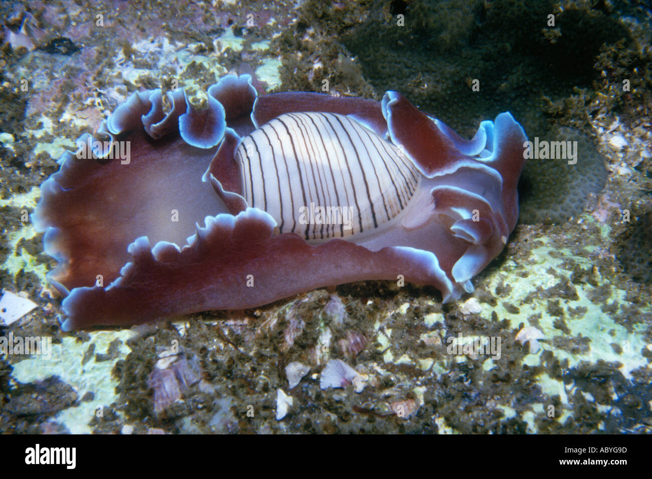 Rose Petal bubble shell, Hydatina physis Stock Photo - Alamy