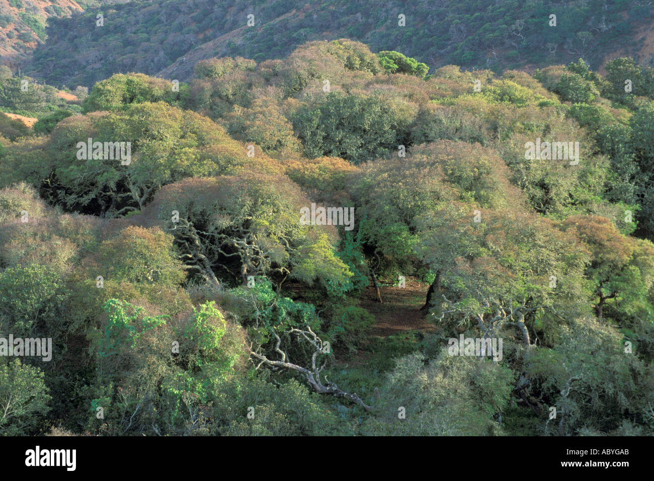 Oak trees in hills above Laguna Canyon Santa Cruz Island Channel ...