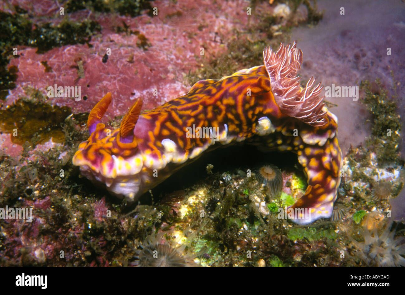 Miamira magnifica hi-res stock photography and images - Alamy