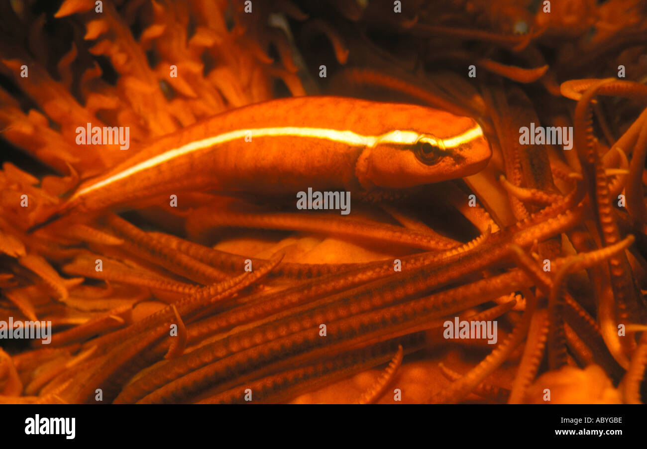 Discotrema echinophila hi-res stock photography and images - Alamy