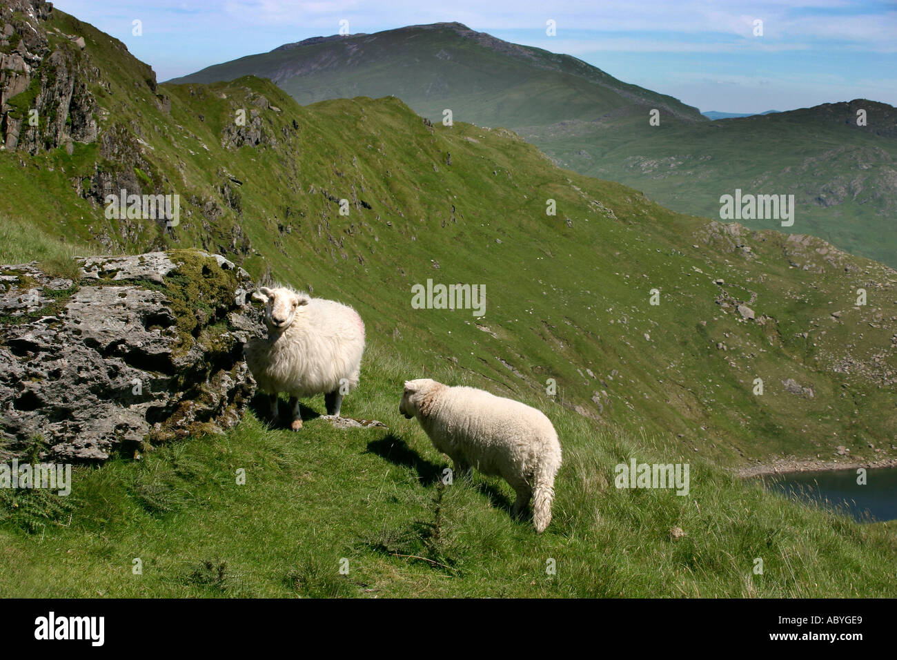Hill sheep farming in snowdonia national park hi-res stock photography ...