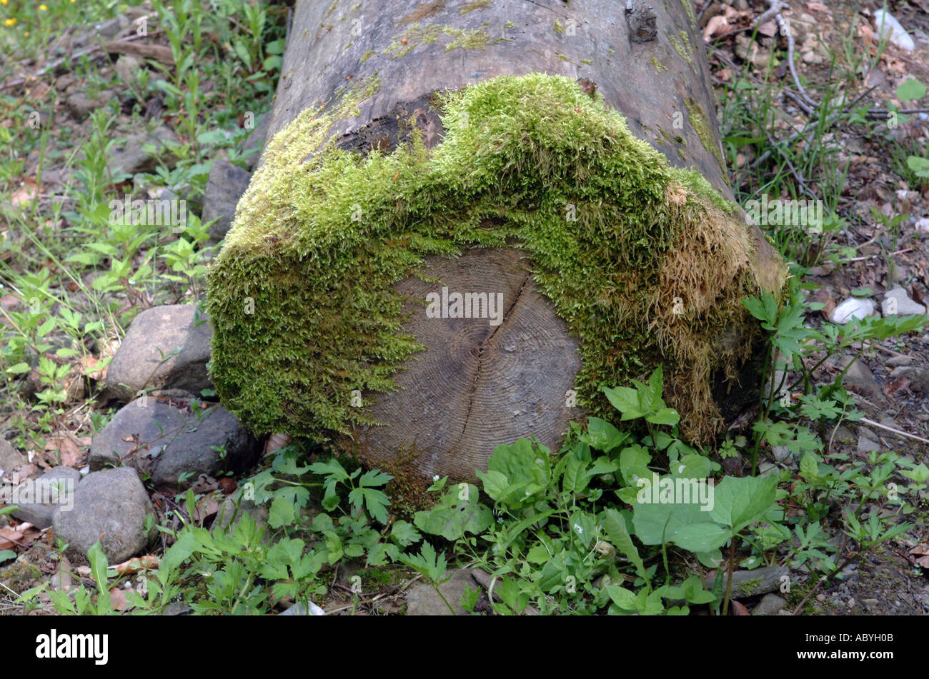 Tarcau valley area with very old forest now face agresive deforestation ...