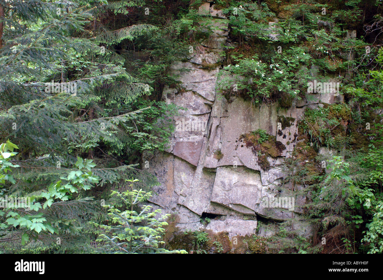 Tarcau valley area with very old forest now face agresive deforestation ...