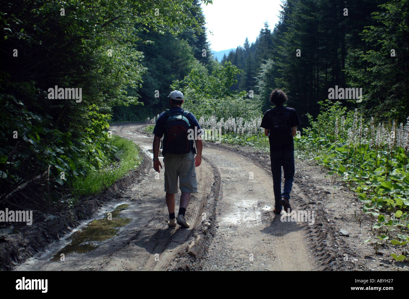 Tarcau valley area with very old forest now face agresive deforestation ...