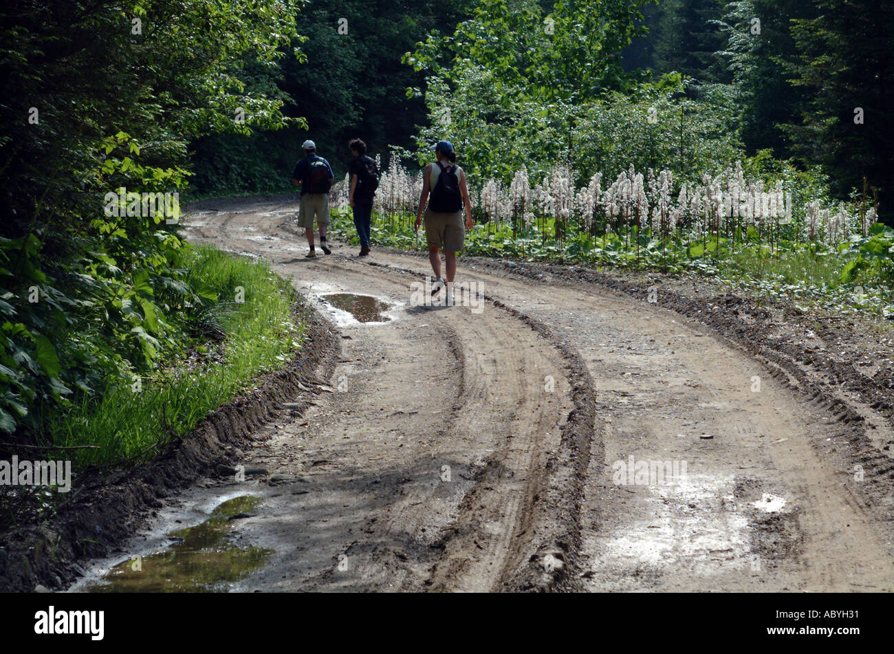 Tarcau valley area with very old forest now face agresive deforestation ...