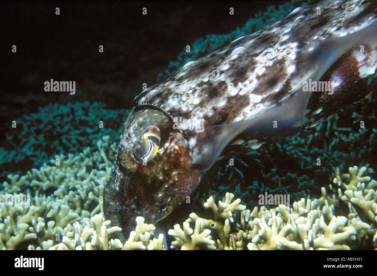 Giant cuttlefish egg hi-res stock photography and images - Alamy