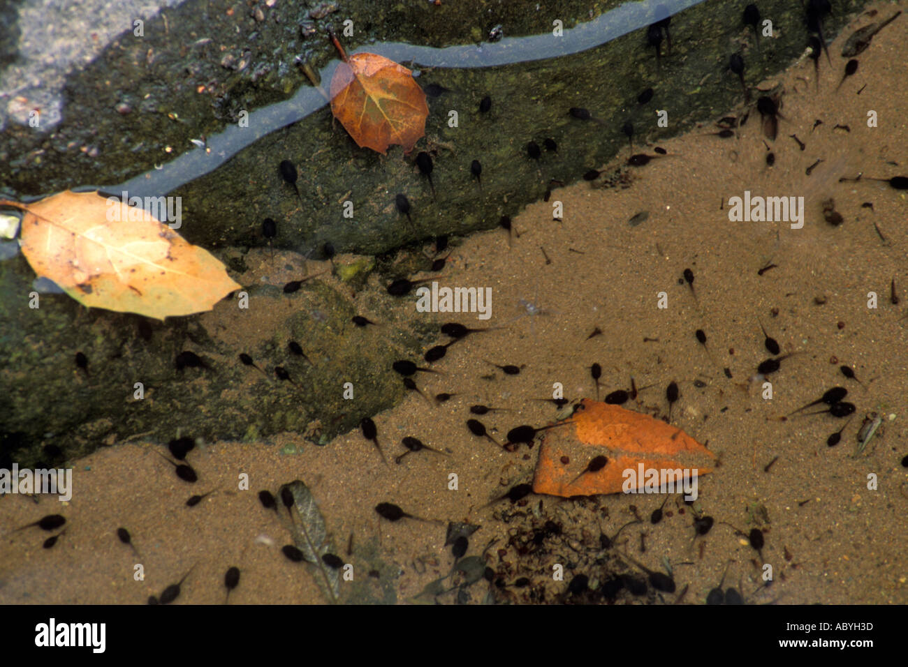 Baby frog rock hi-res stock photography and images - Alamy