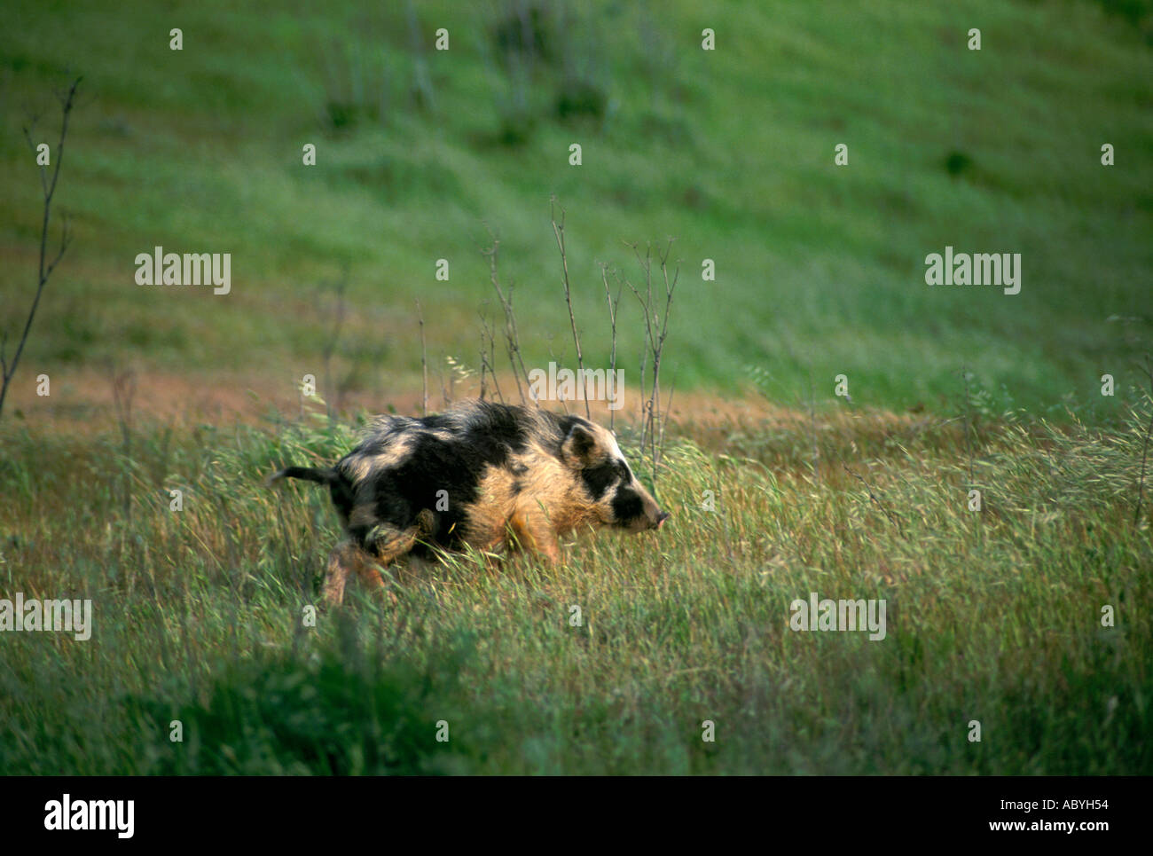 Feral pig california hi-res stock photography and images - Alamy