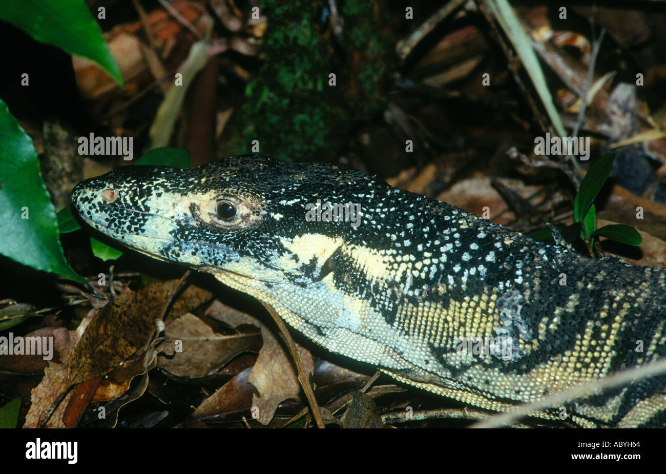 Australian big lizard hi-res stock photography and images - Alamy