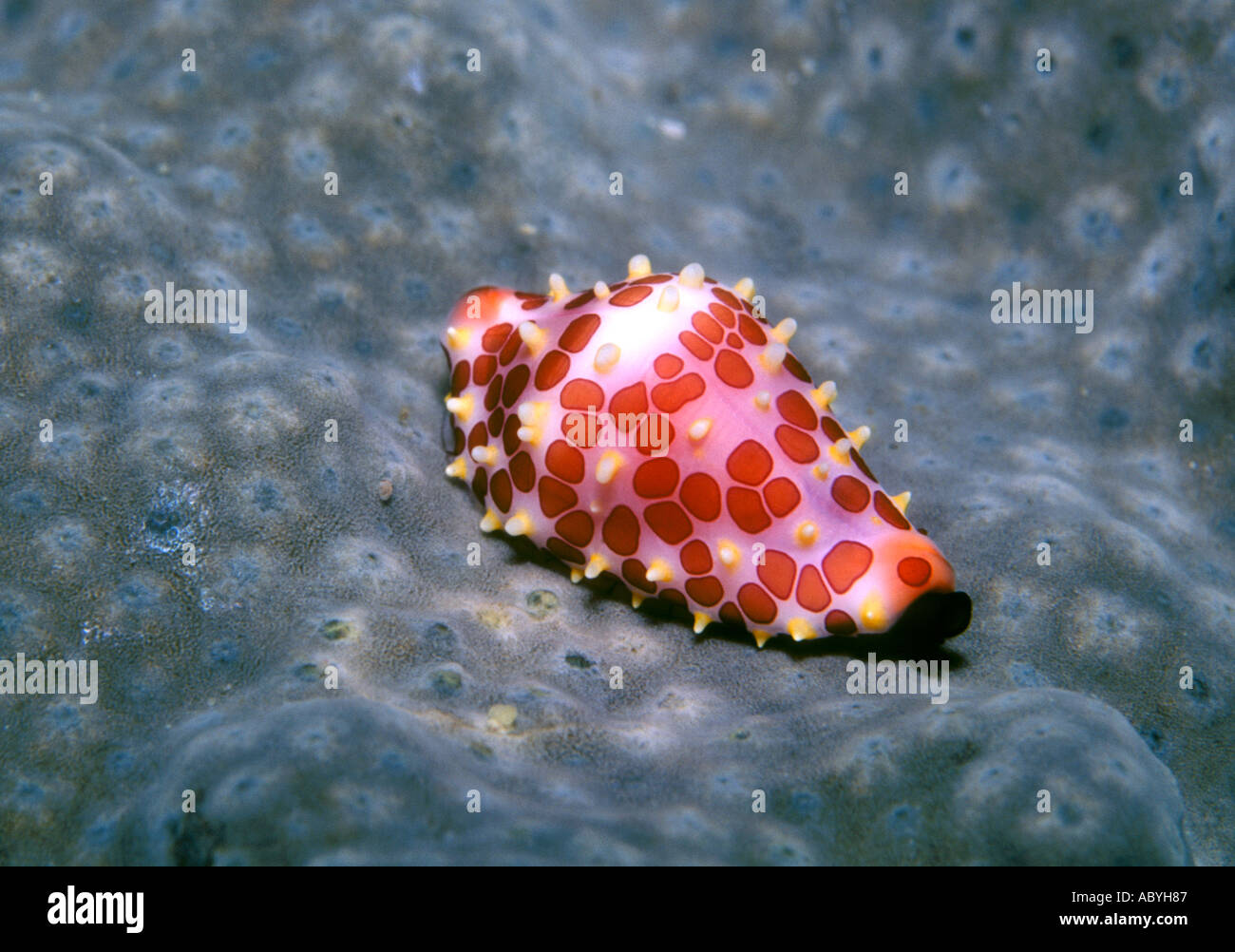 False cowry hi-res stock photography and images - Alamy