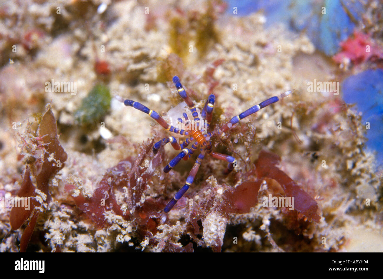 Pycnogonid Sea Spider, Anoplodactylus evansi Stock Photo - Alamy