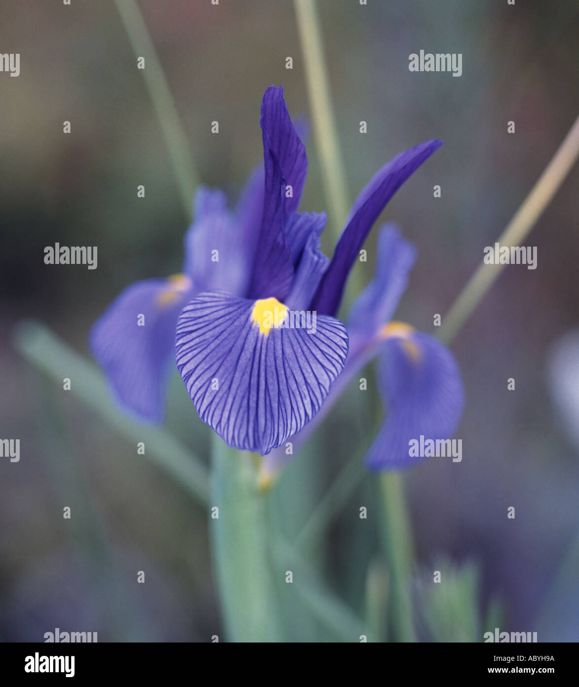 Portrait of an Iris Stock Photo - Alamy