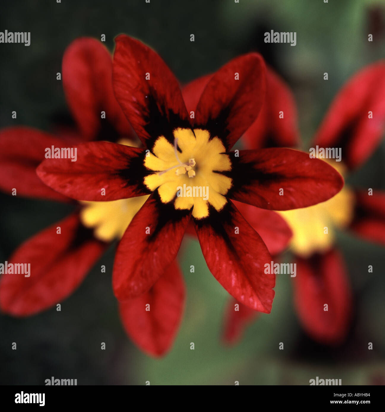 Sparaxis tricolor hi-res stock photography and images - Alamy