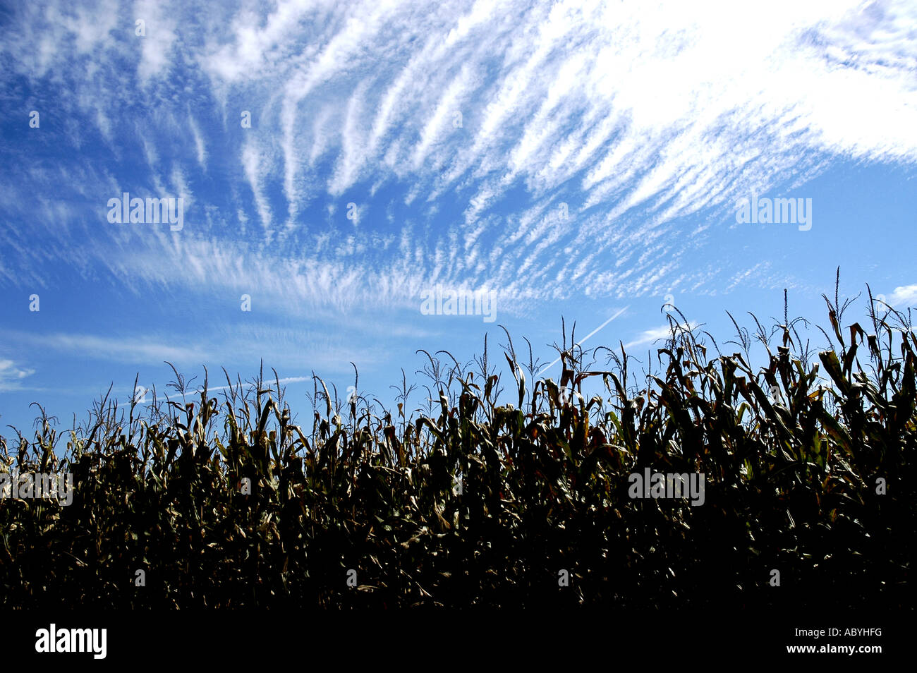 Agricultural, field, Crops, Harvest, Nobody, Agriculture, Farm scenes ...