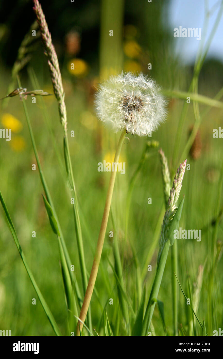 Dandelionclock hi-res stock photography and images - Alamy
