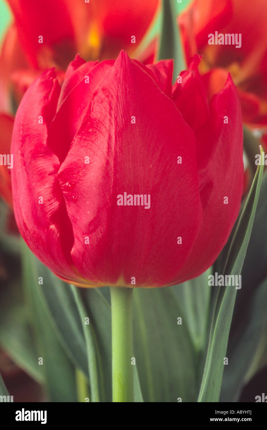 Double tulip abba red hi-res stock photography and images - Alamy