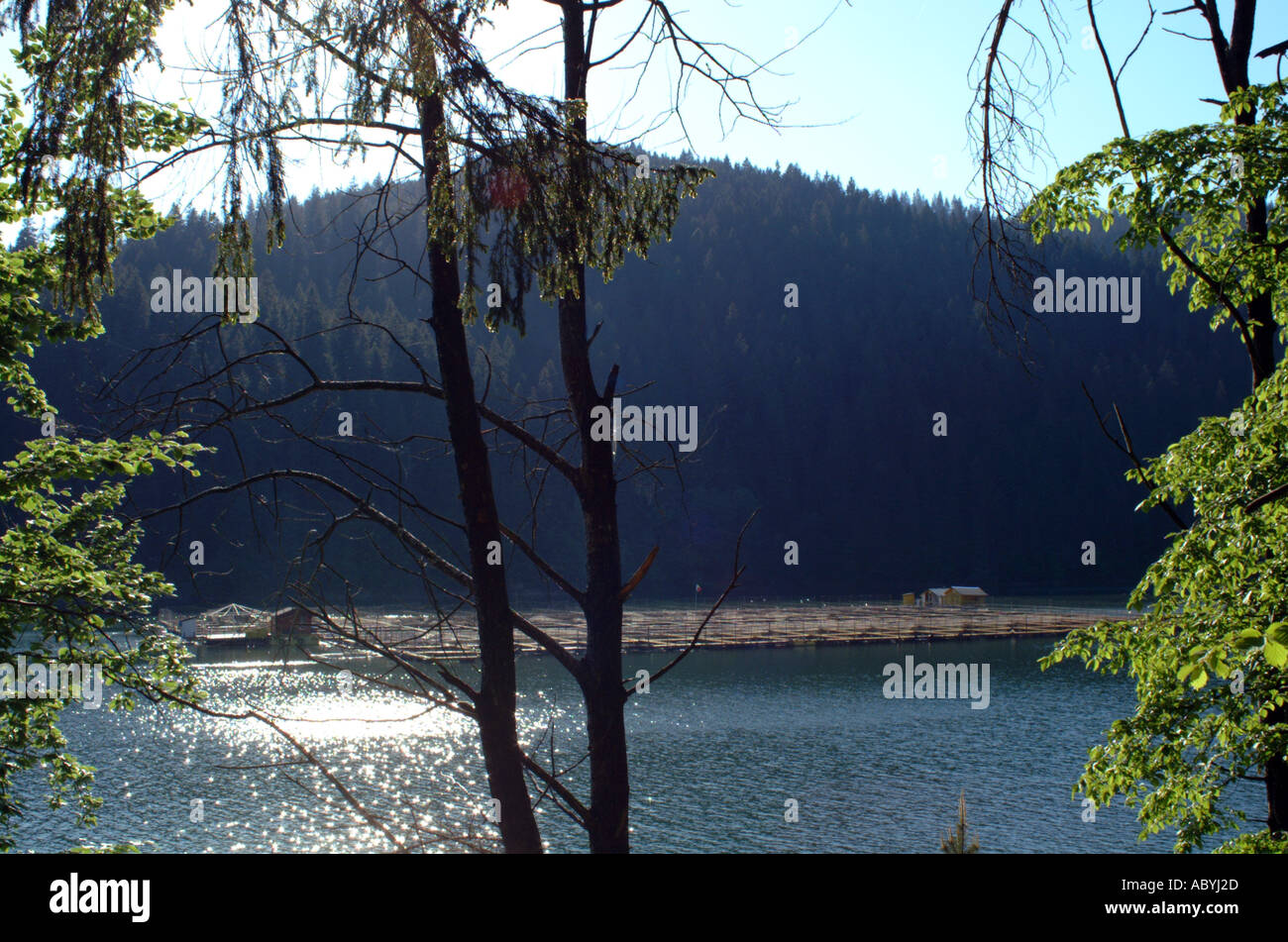 Aquaculture industry floating fish farm on Bicaz Lake on Bistrita ...
