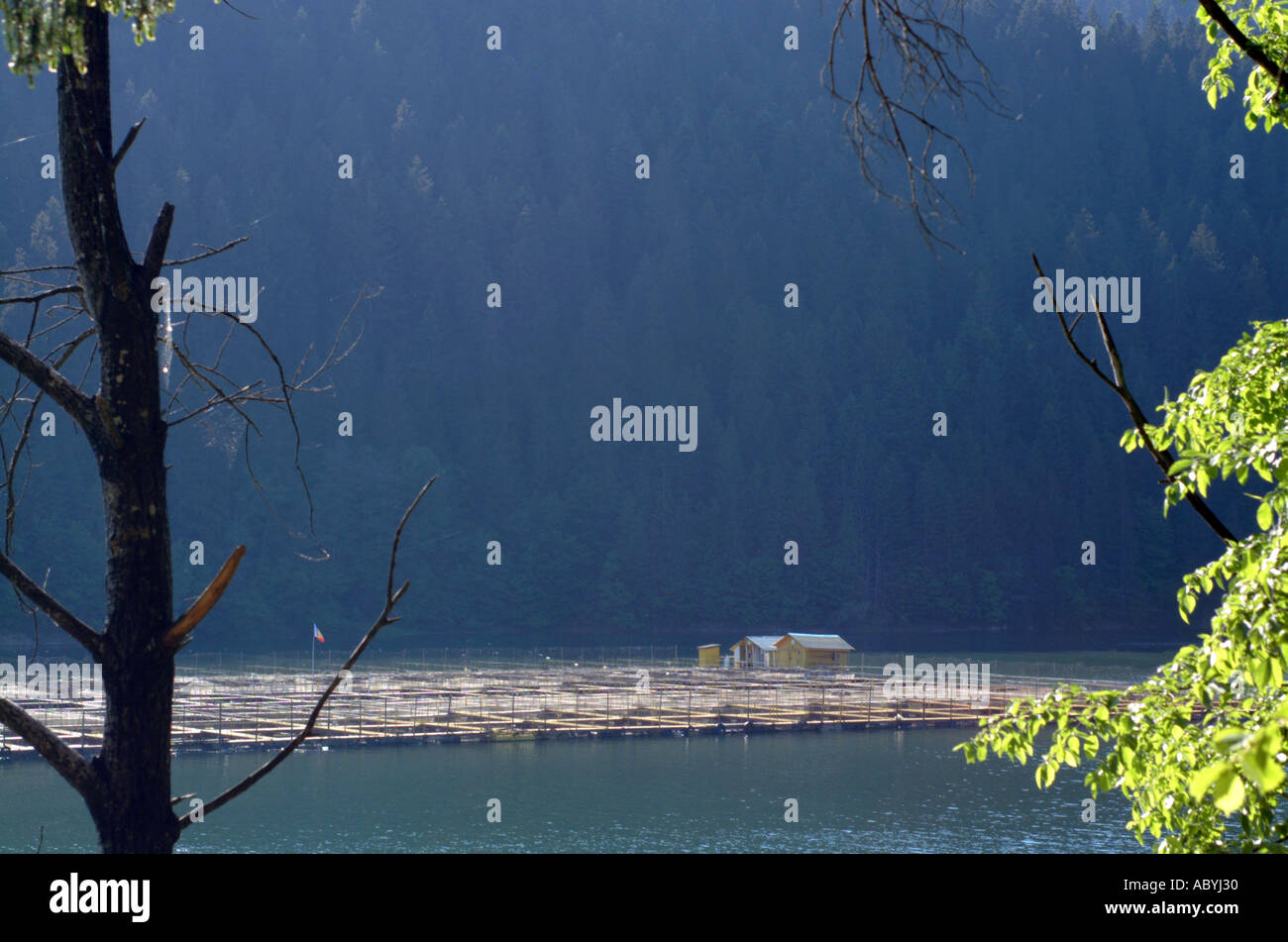 Aquaculture industry floating fish farm on Bicaz Lake on Bistrita ...