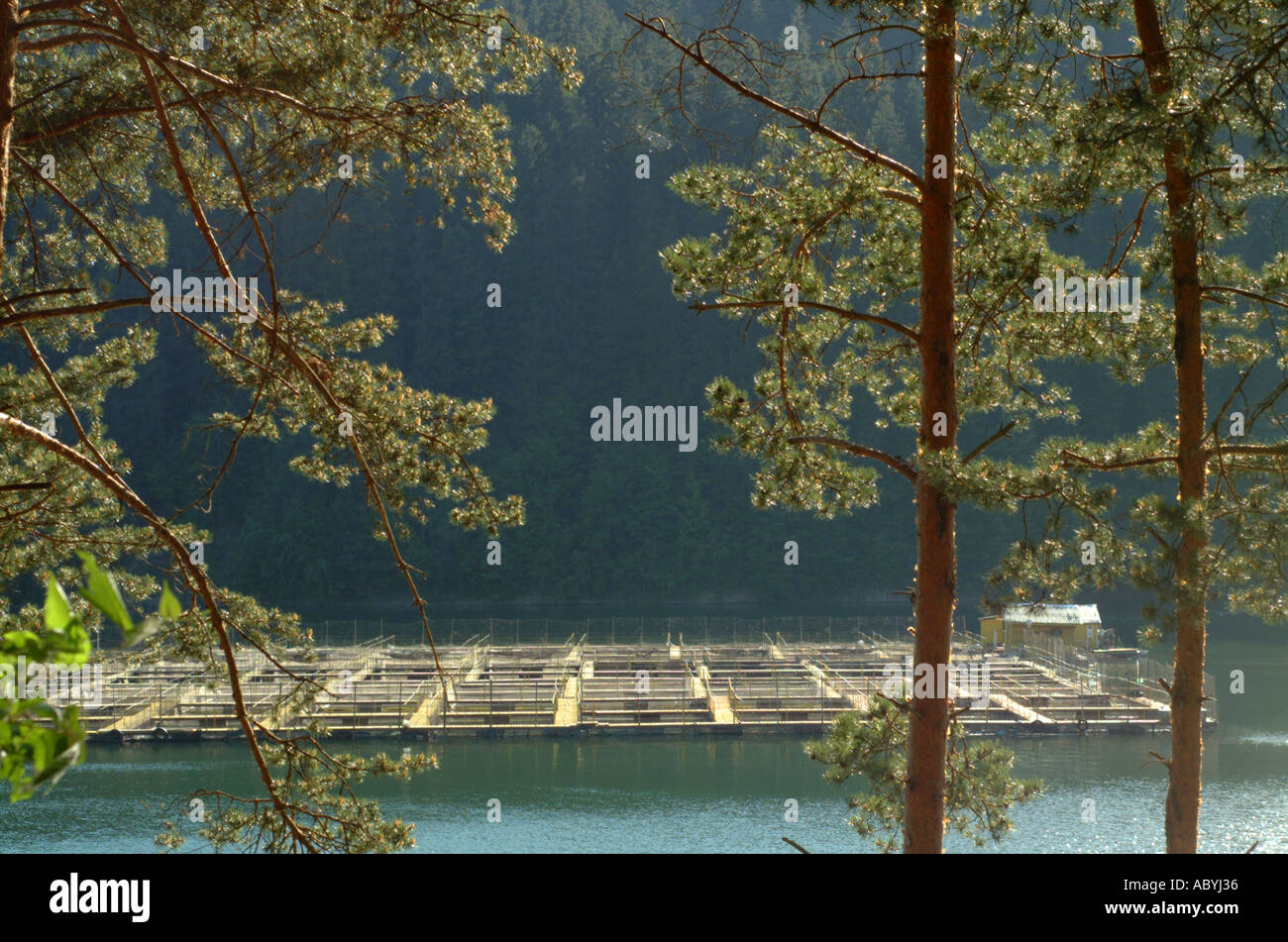 Aquaculture industry floating fish farm on Bicaz Lake on Bistrita ...