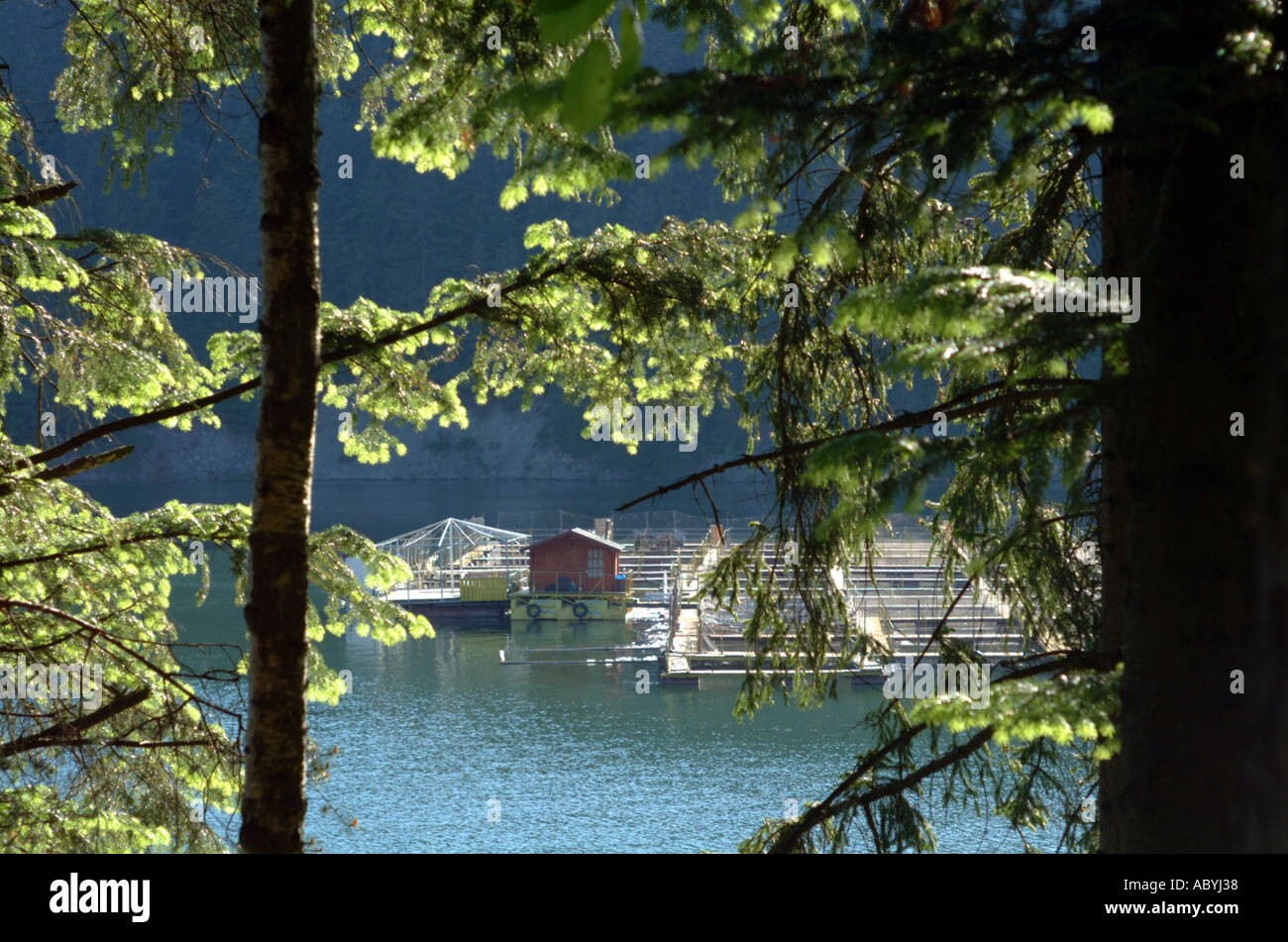 Aquaculture industry floating fish farm on Bicaz Lake on Bistrita ...