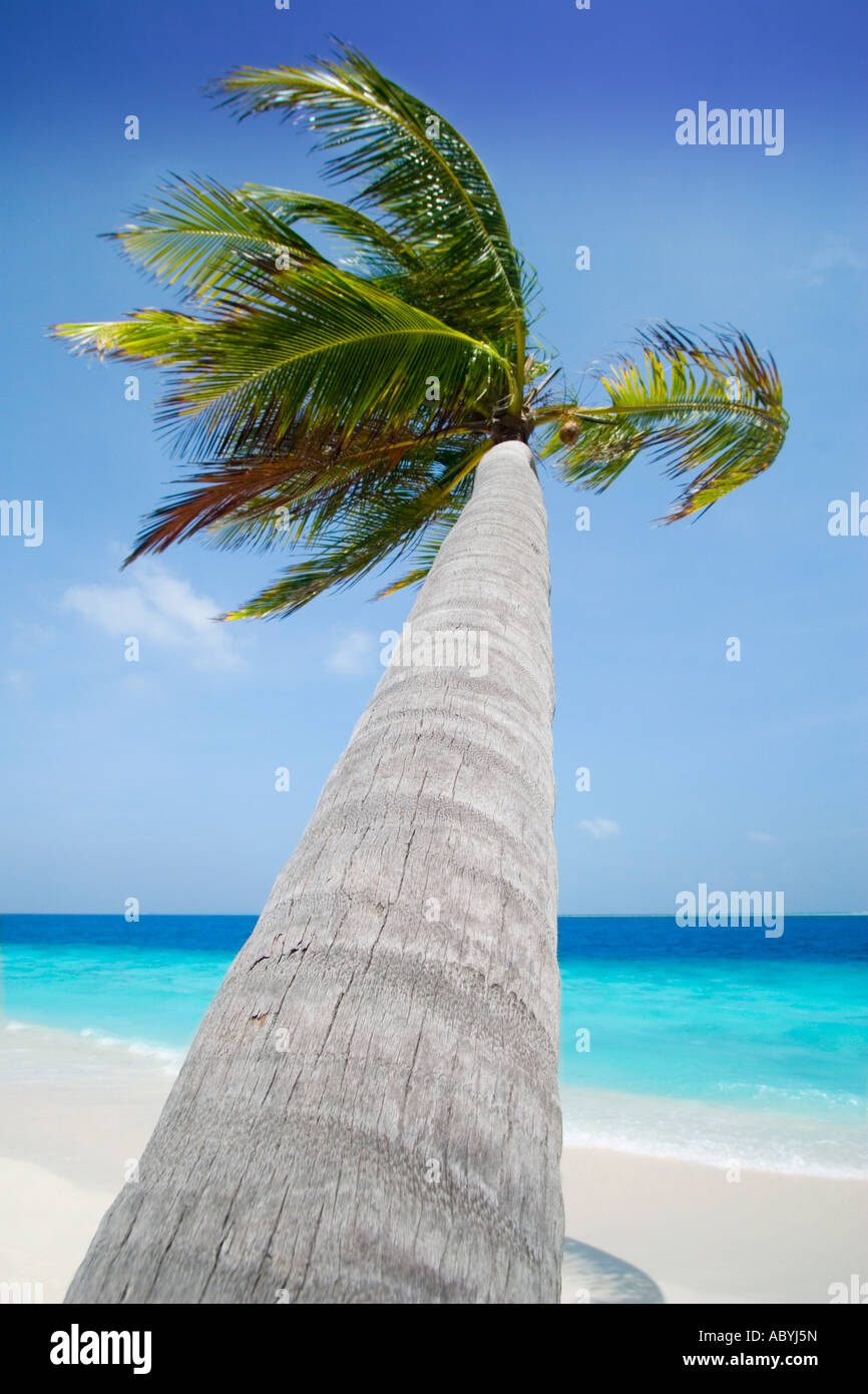 Hanging palm tree The Maldives Stock Photo - Alamy