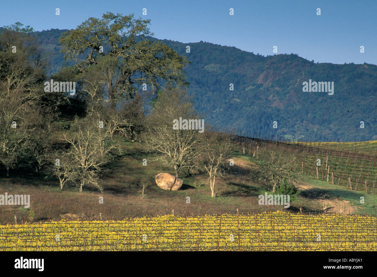 California oak tree in mustard hi-res stock photography and images - Alamy