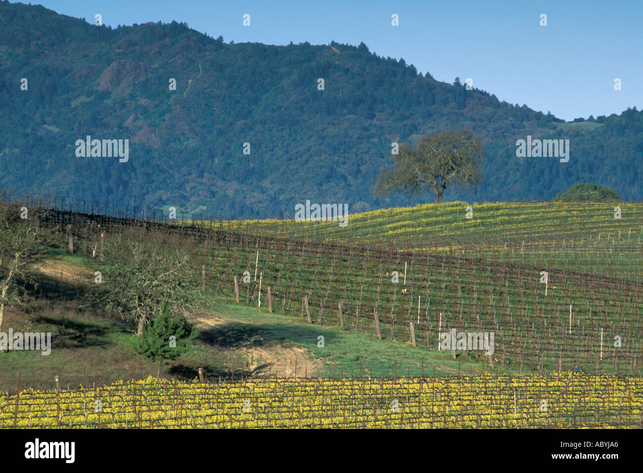 California oak tree in mustard hi-res stock photography and images - Alamy